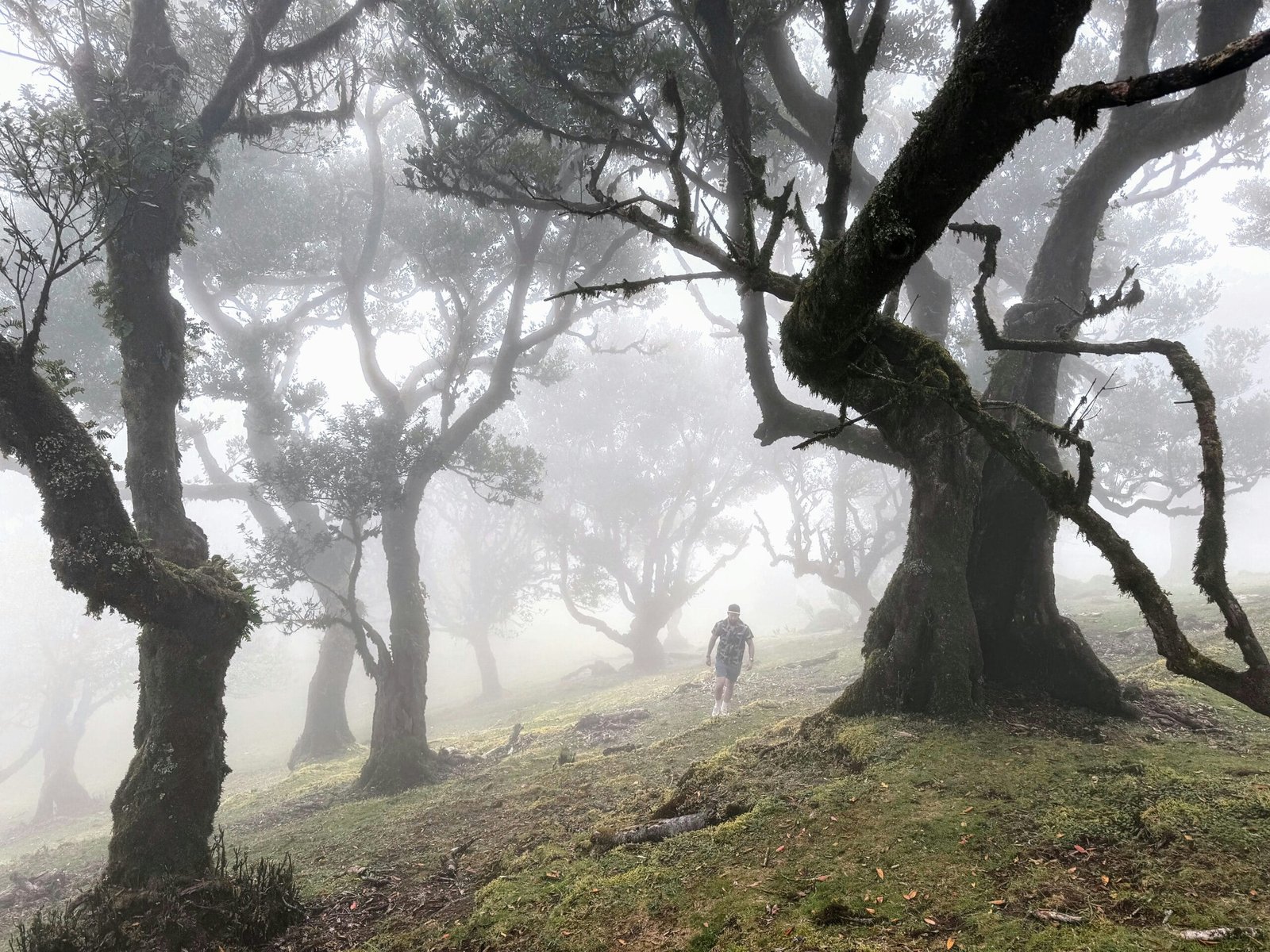 Fanal-Wald Madeira: Tipps, Wanderungen & alles Wissenswerte zum Feenwald