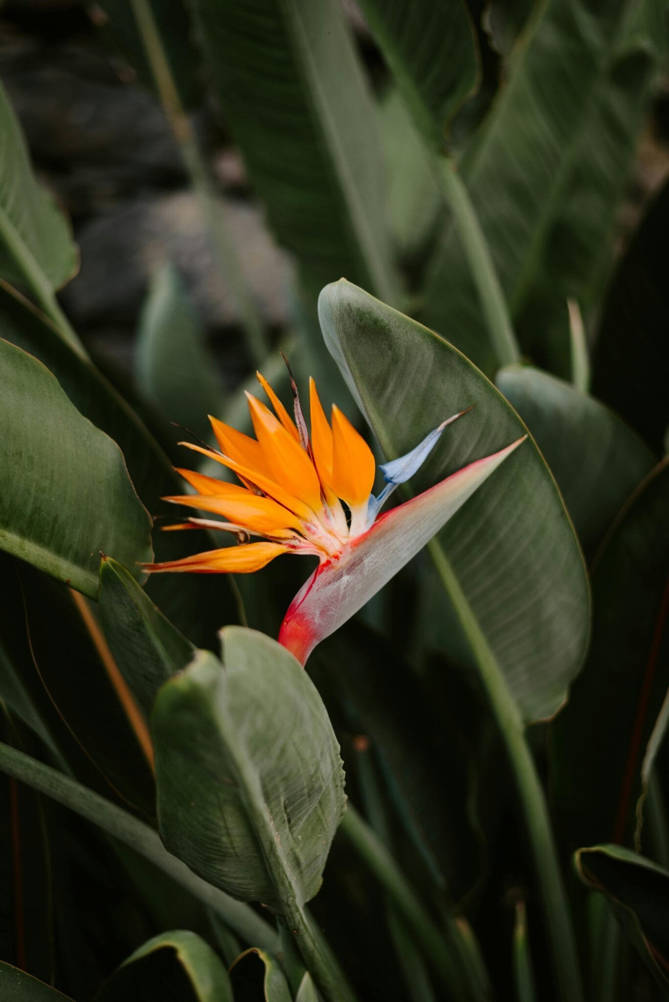 Blumeninsel Madeira | Wann blüht Madeira am schönsten? - Nach Madeira